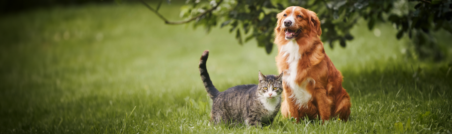 Why choose FRONTLINE® flea and tick to keep pets healthy | Frontline UK